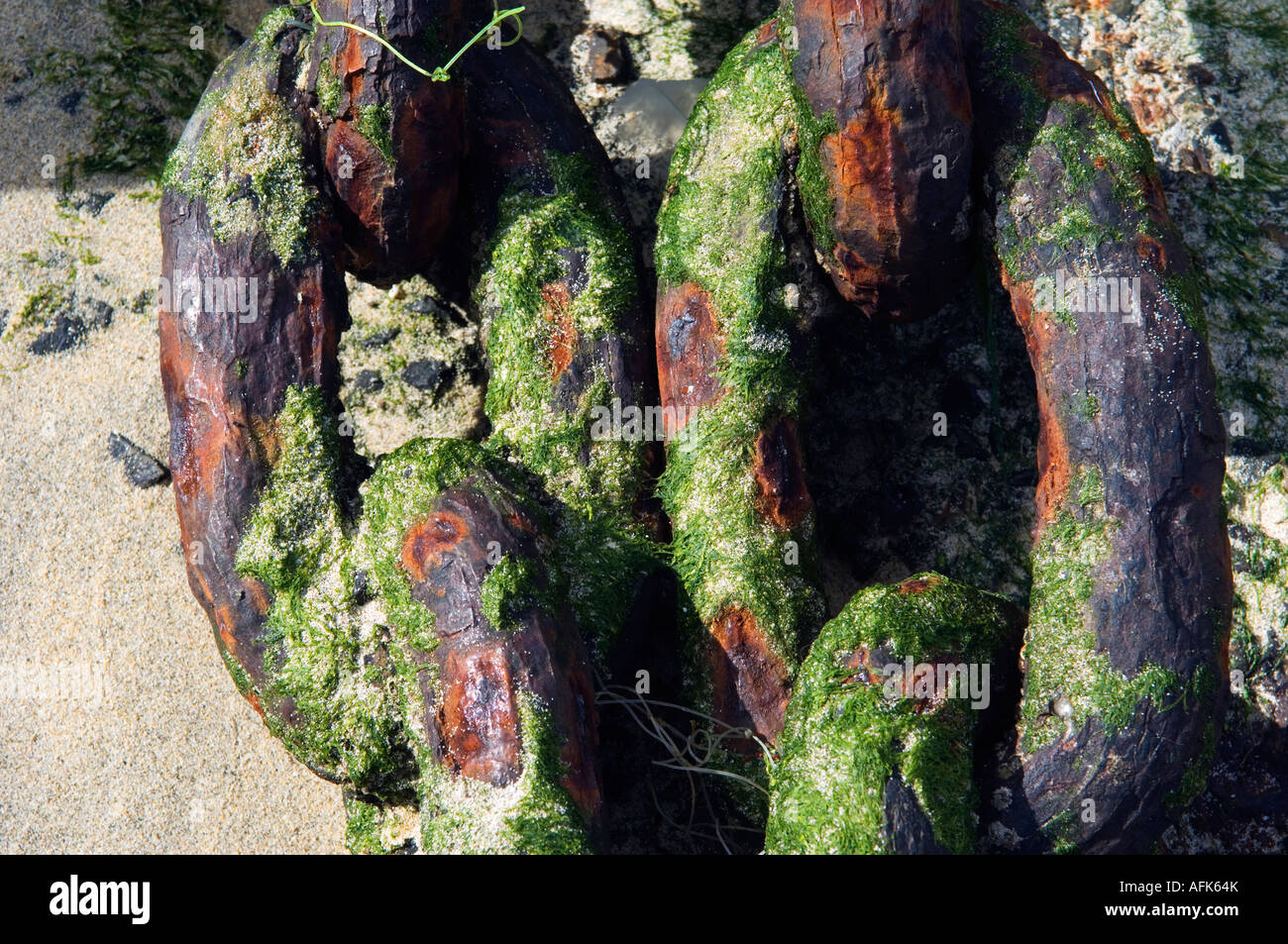 Links on an anchor chain, encrusted with seaweed, lying on the beach at ...