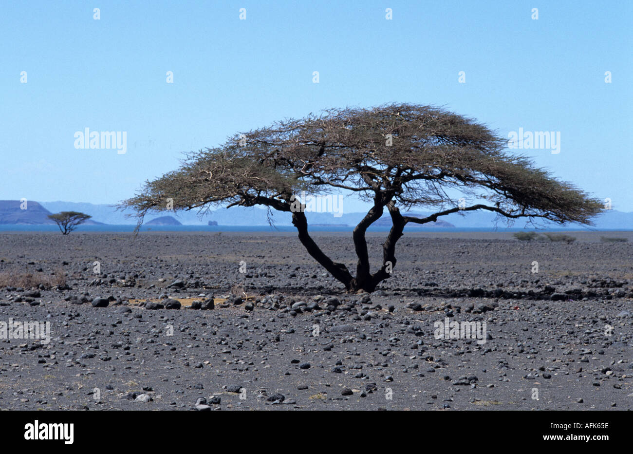 Acacia Tree Lake Turkana North Kenya Stock Photo - Alamy