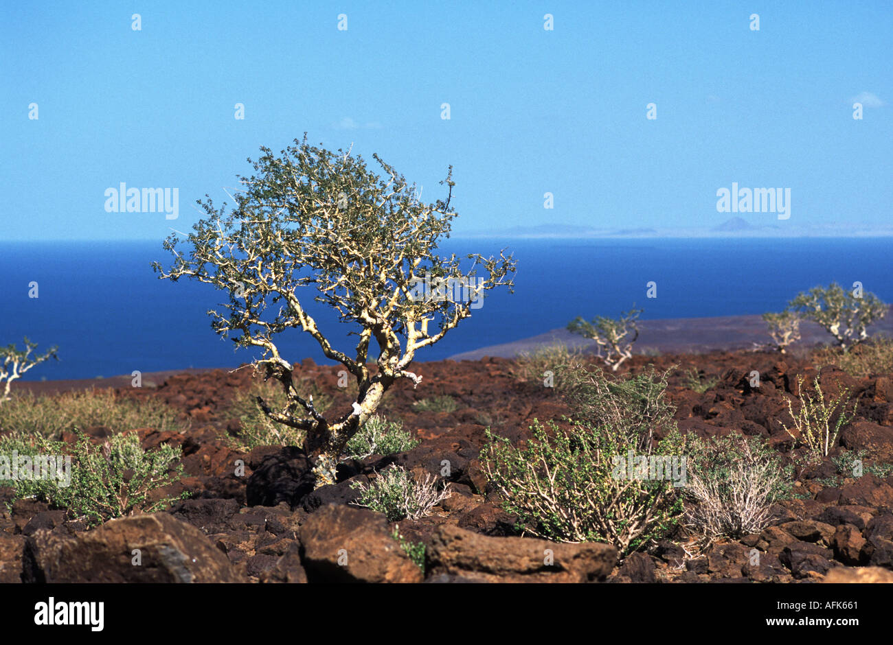 Tree and Lake Turkana Northern Kenya Stock Photo - Alamy