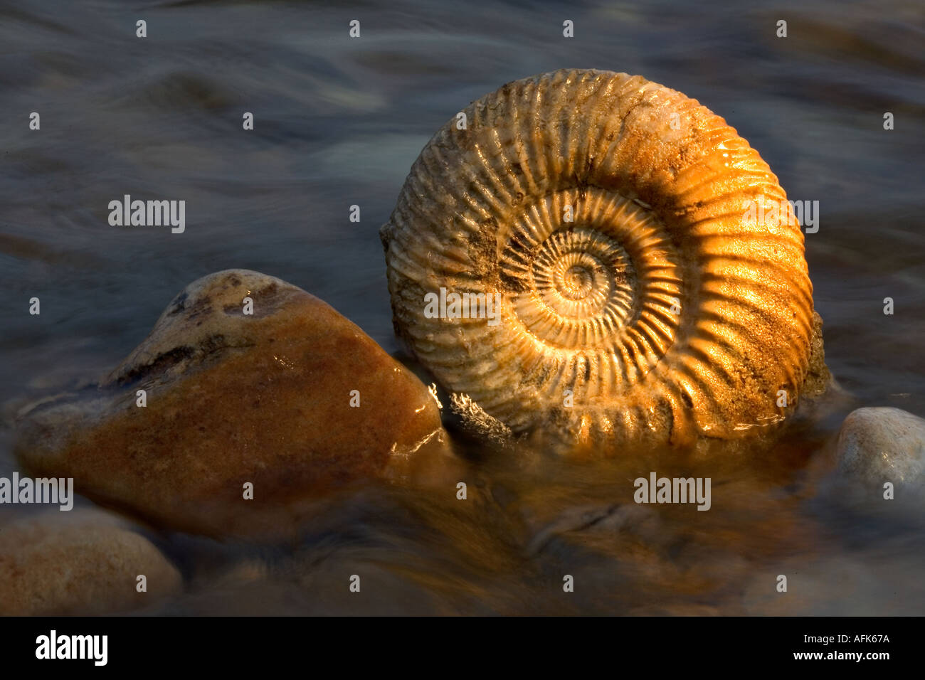 Jurassic ammonite fossil in hi-res stock photography and images - Alamy