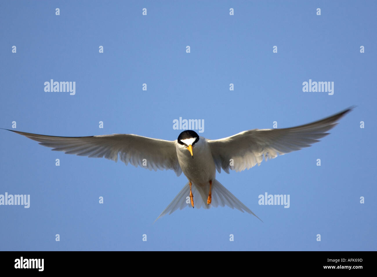Common Tern in Flight Stock Photo - Alamy
