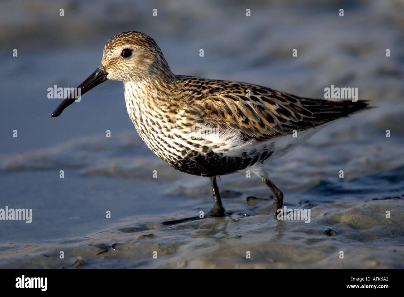 Ferrybridge dorset hi-res stock photography and images - Alamy