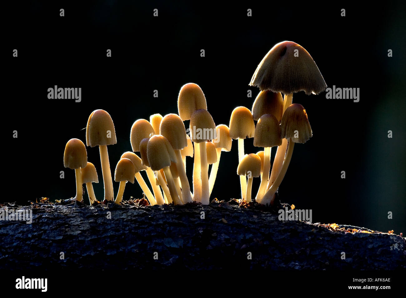 Inkcaps hi-res stock photography and images - Alamy
