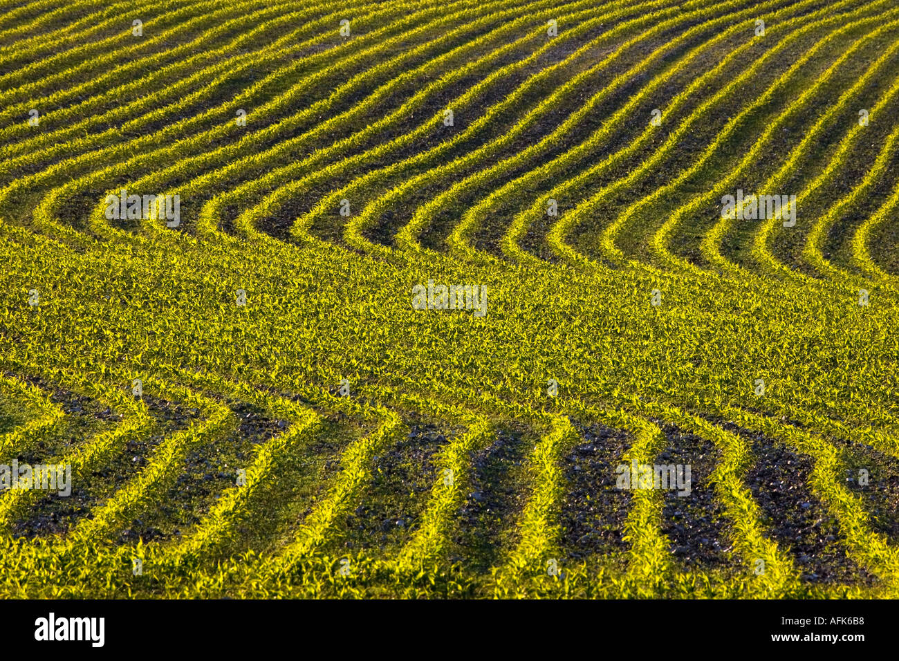 Maize Crop in the Landscape Stock Photo - Alamy
