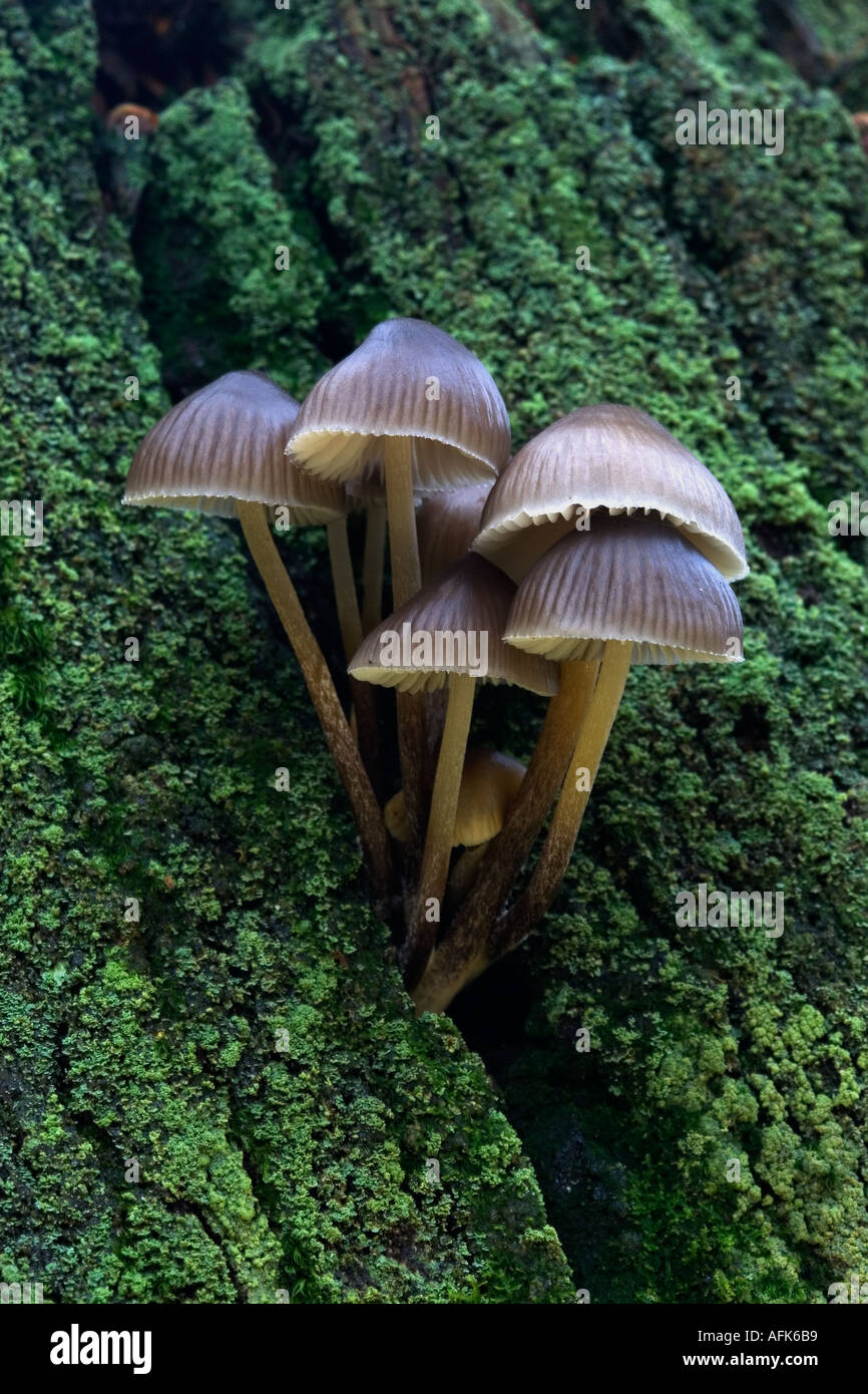 Mycena Inclinata fungus Stock Photo - Alamy