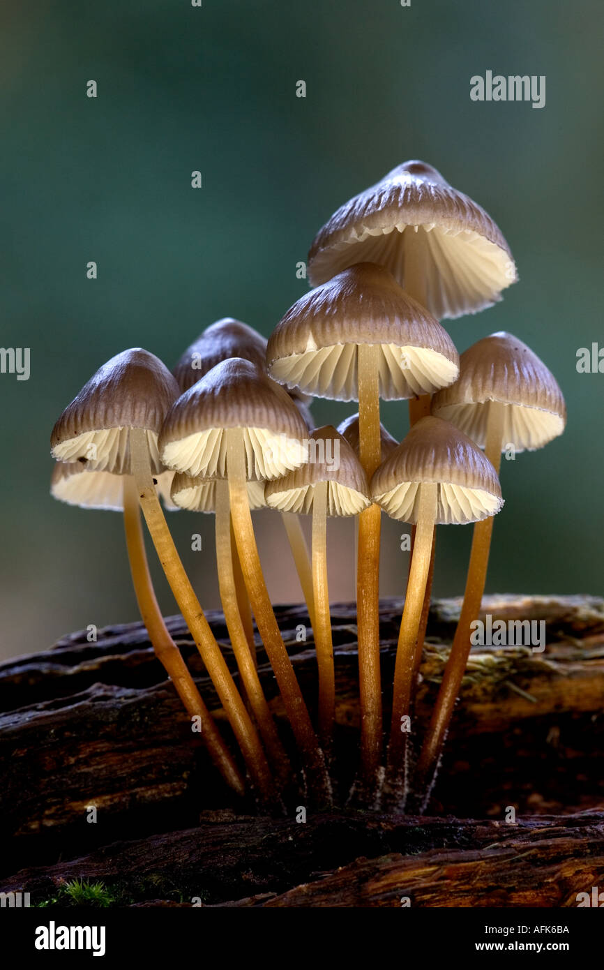 Mycena Inclinata fungus Stock Photo - Alamy