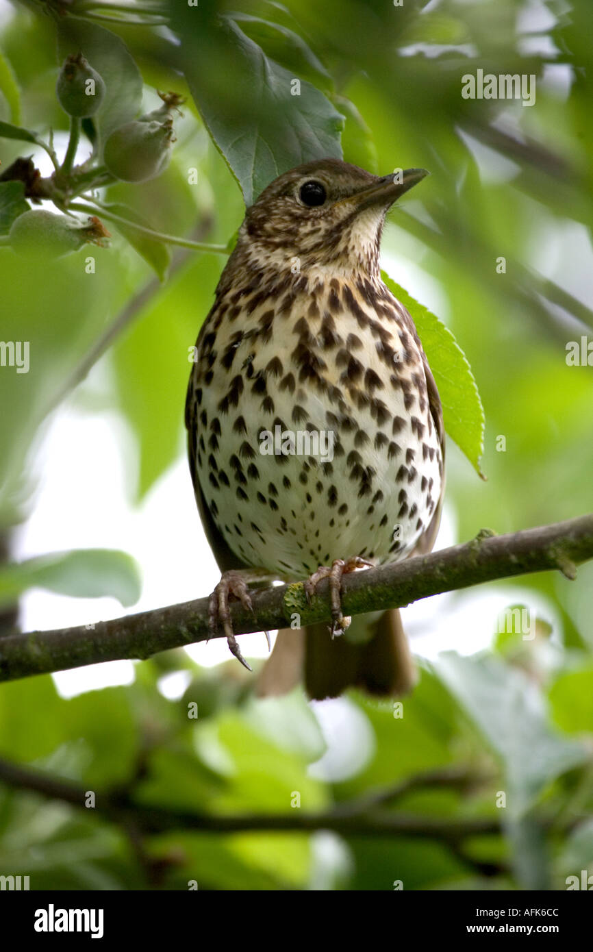 Song Thrush in tree Stock Photo - Alamy