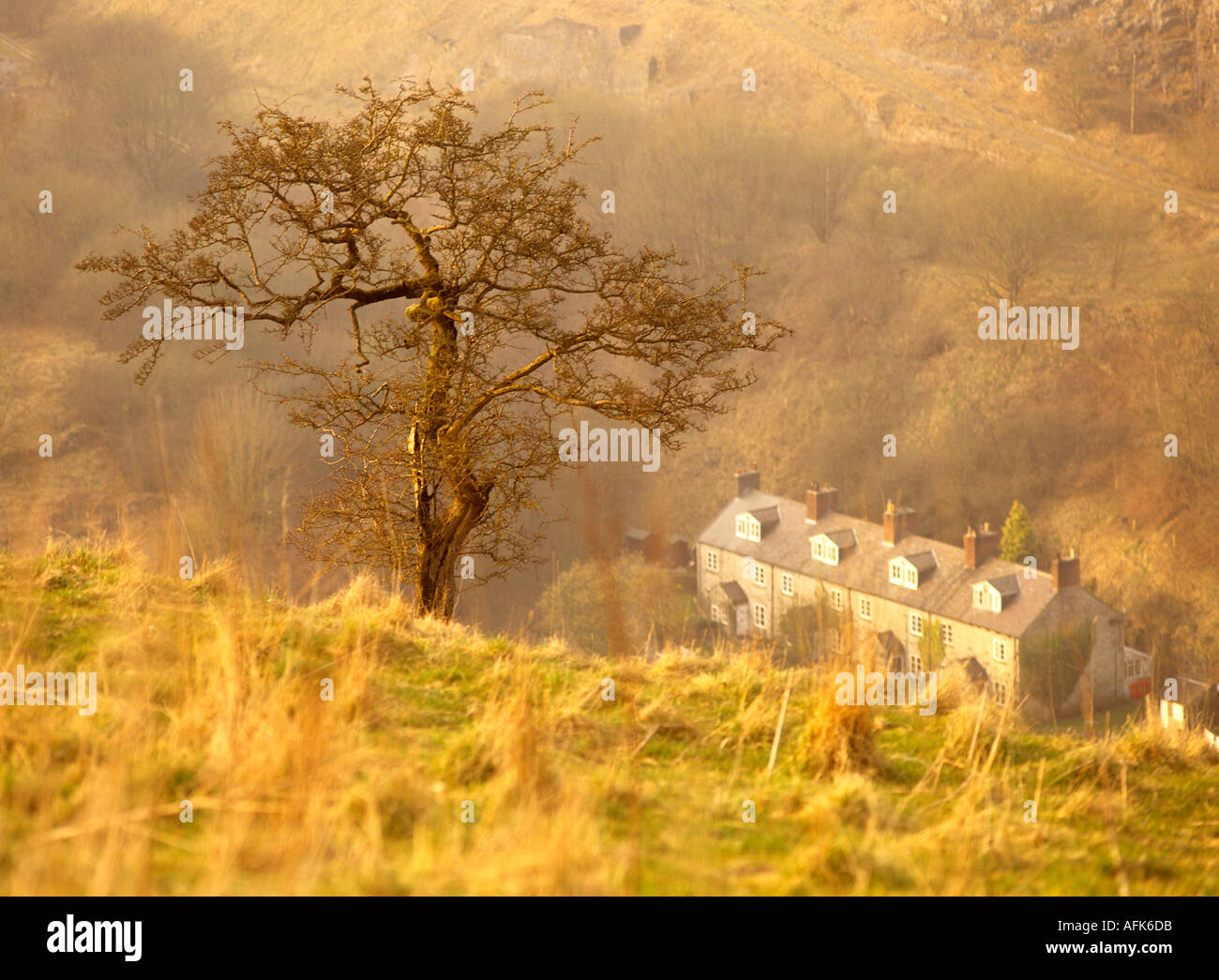 Chee grass hi-res stock photography and images - Alamy