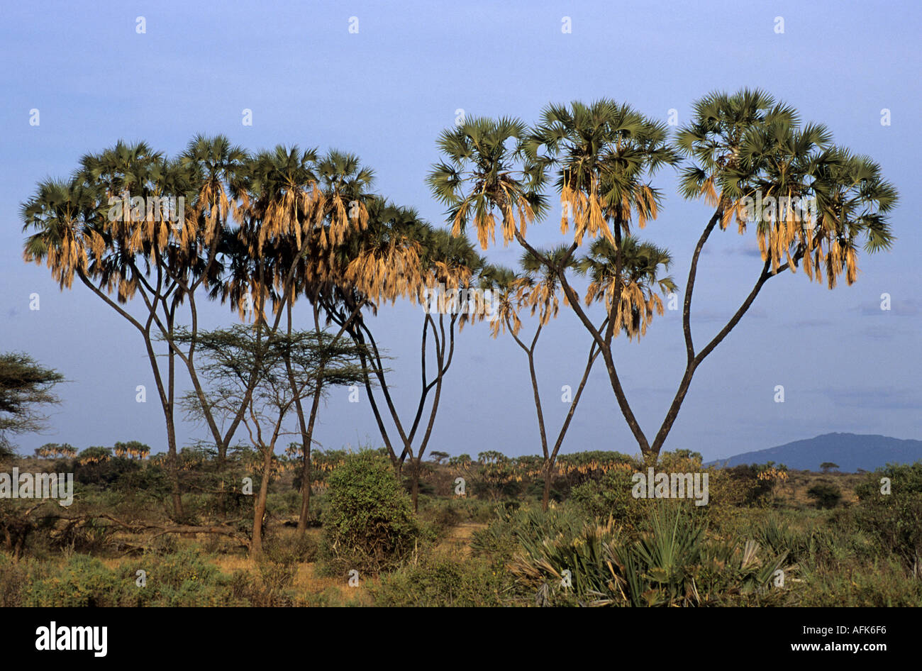 Borassus hi-res stock photography and images - Alamy