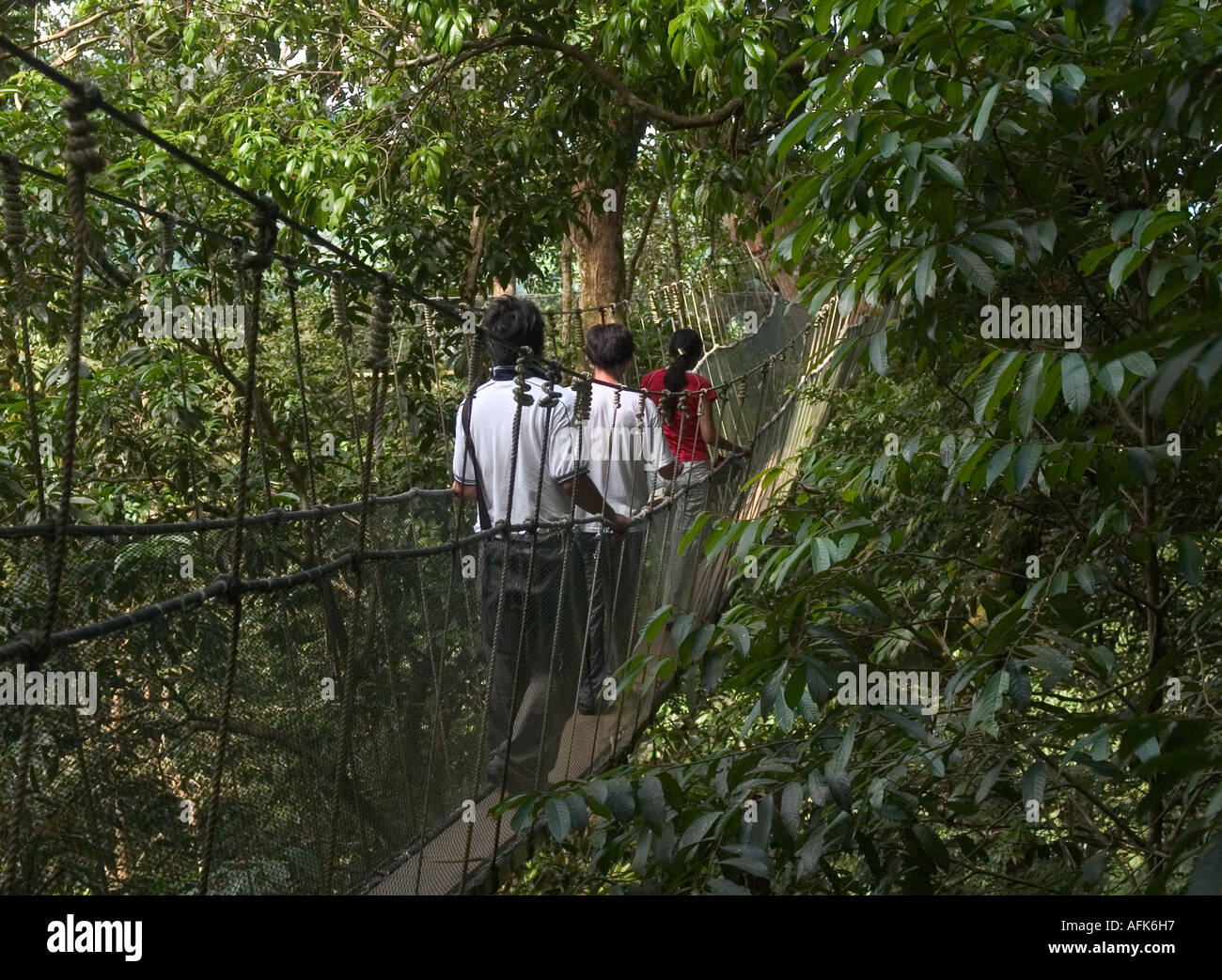TOURISTS ON CANOPY WALKWAY, PORING HOT SPRING, SABAH, MALAYSIA Stock ...