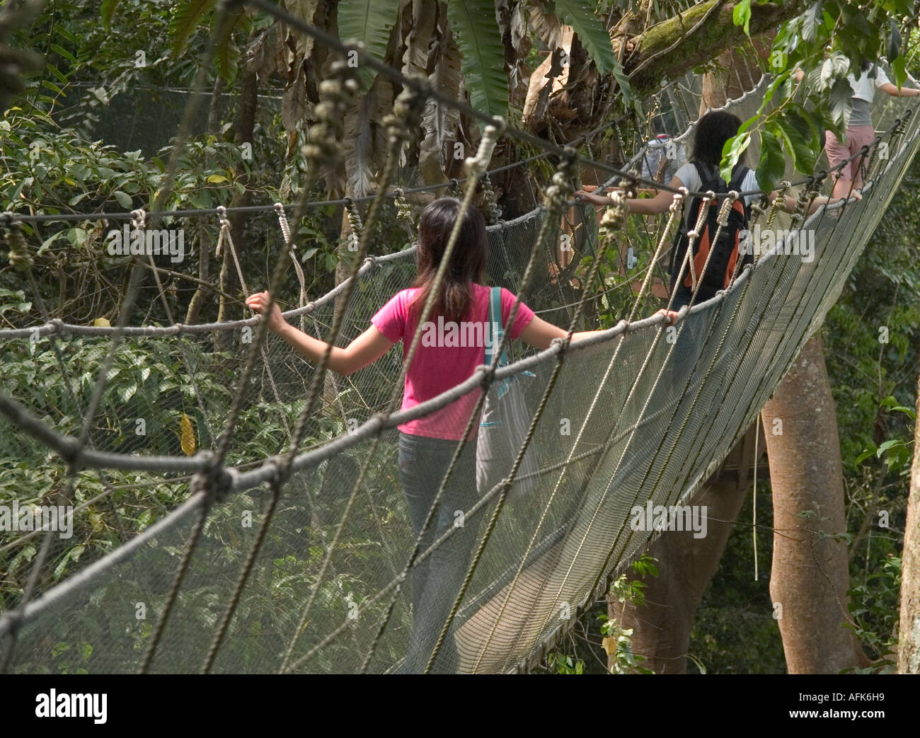 VISITING TOURISTS ON CANOPY WALKWAY, PORING HOT SPRING, SABAH, MALAYSIA ...