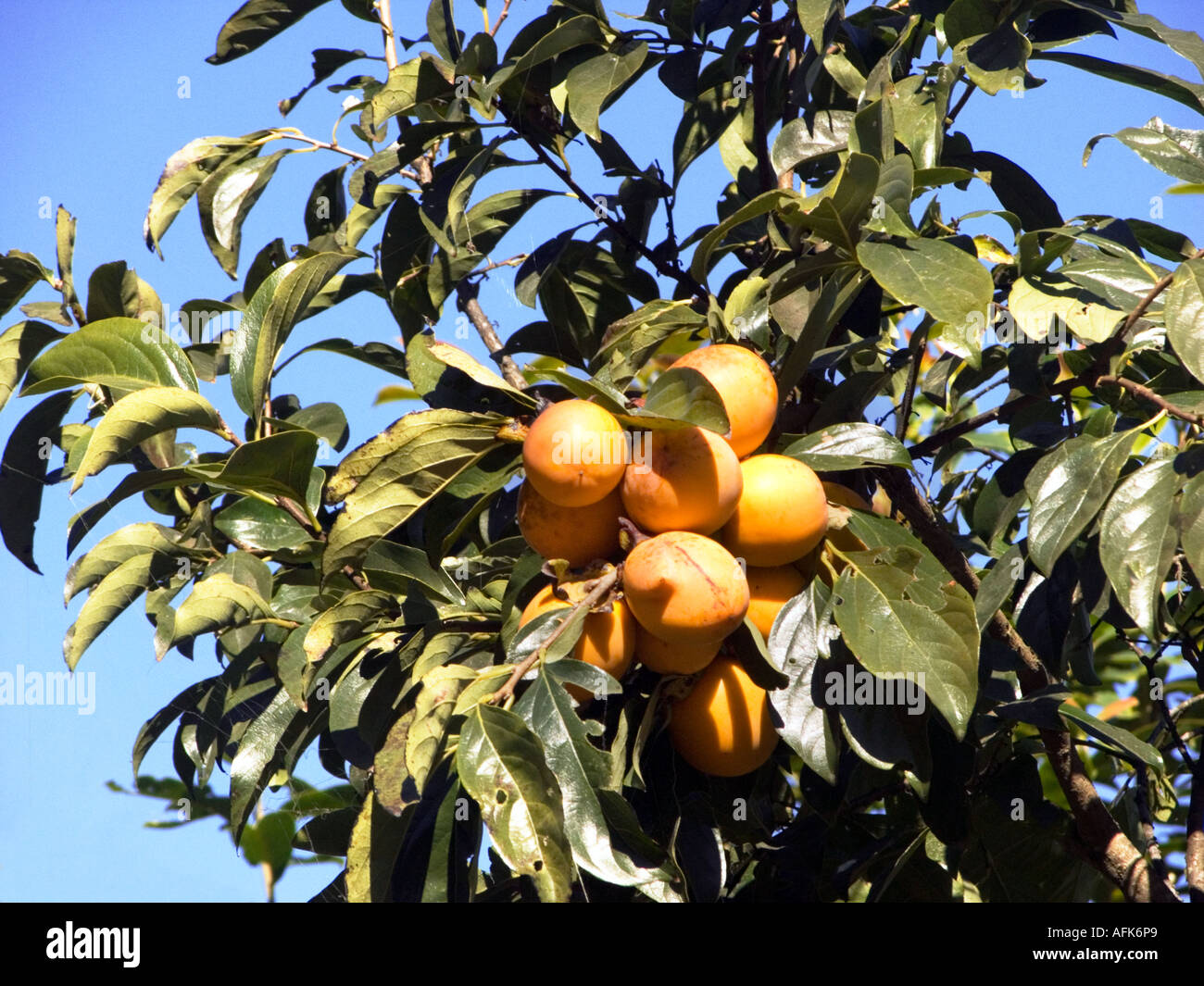 Nursiment hi-res stock photography and images - Alamy