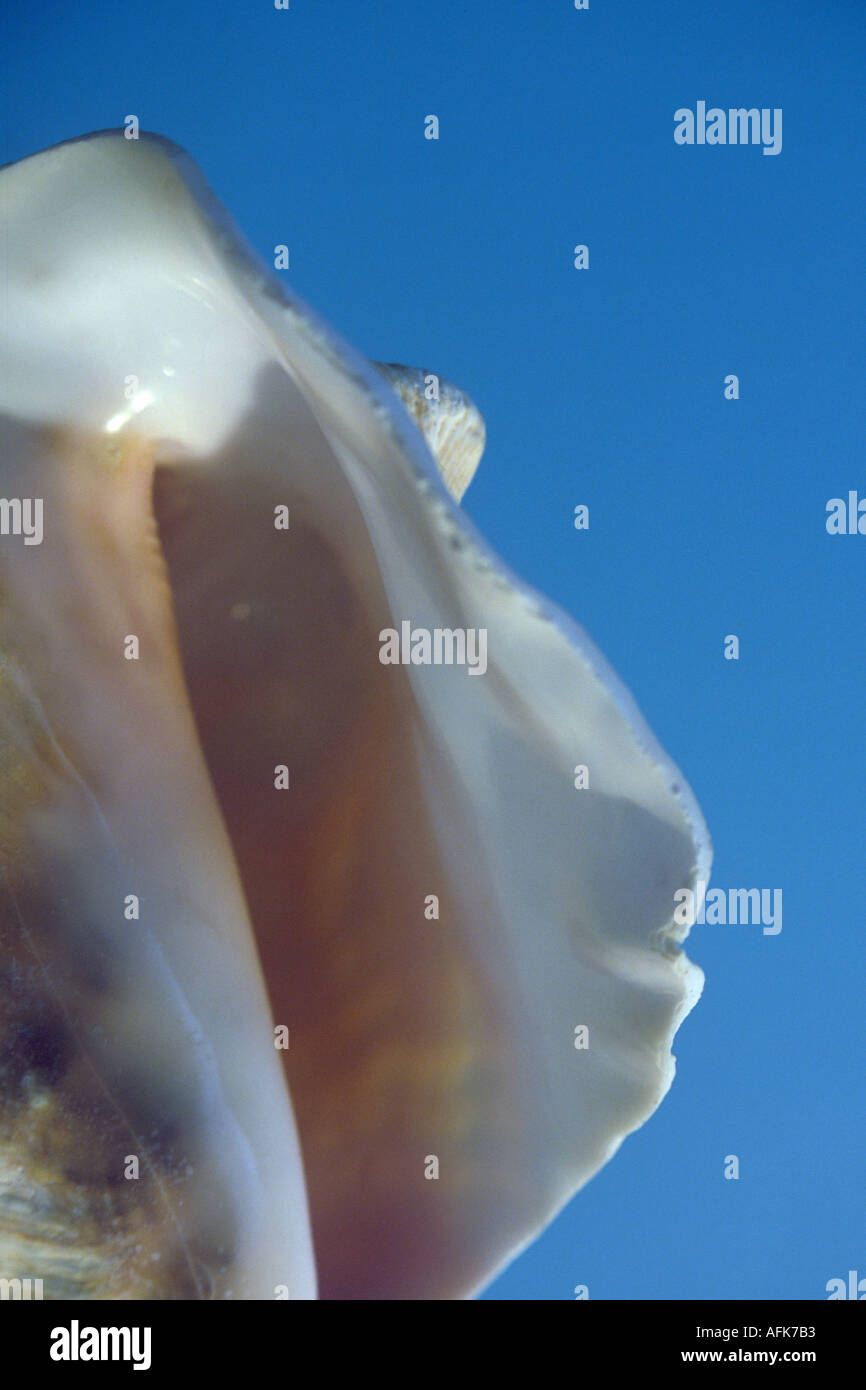 A close up section of a seashell Stock Photo - Alamy