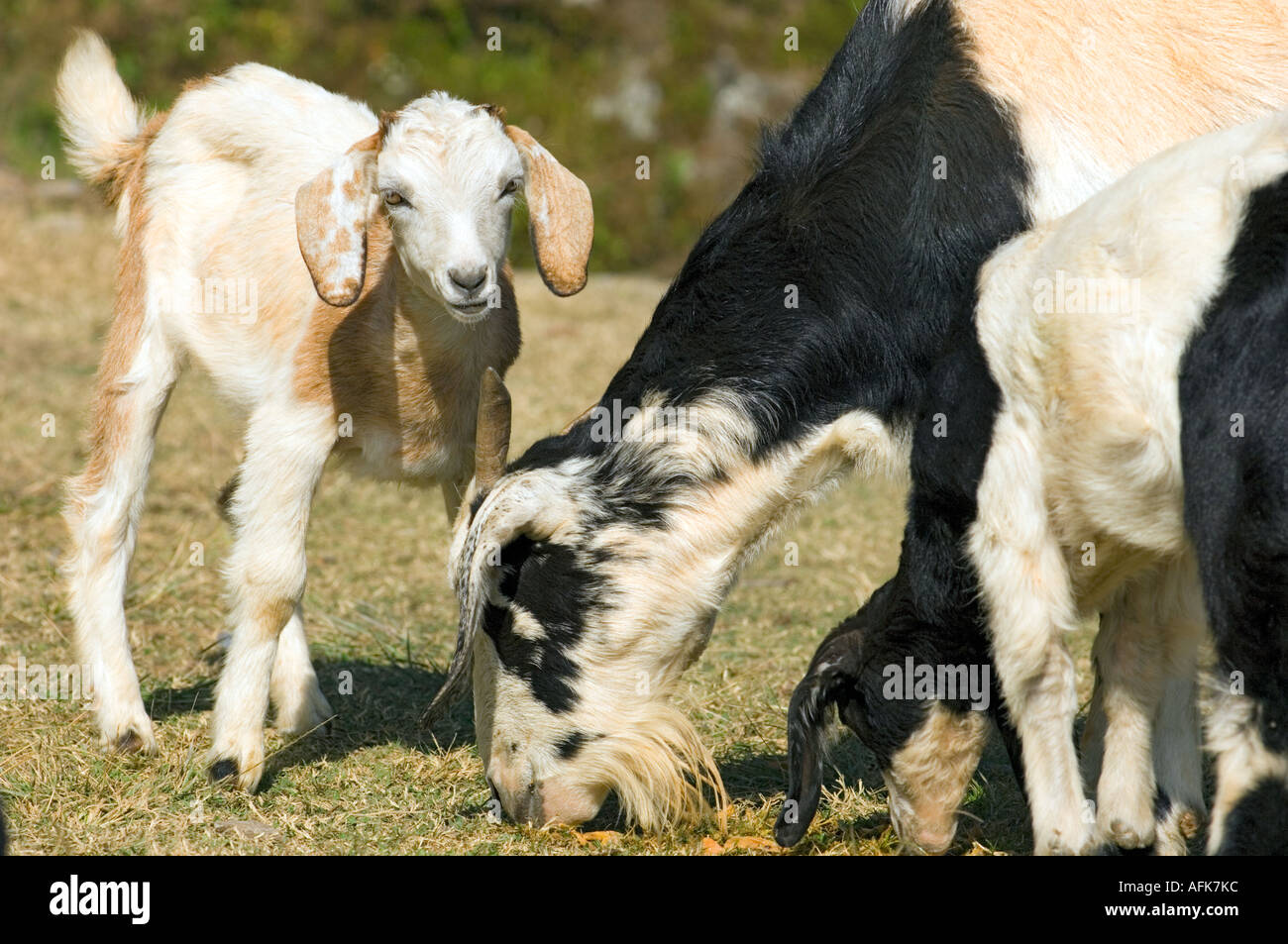 Himalayan Goats GOAT kid browse browsing pasture pasturing graze ...