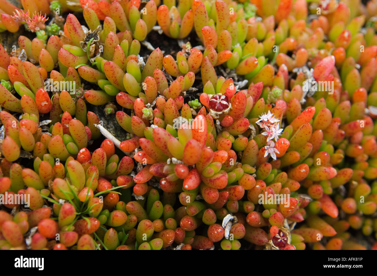 Wild Succulent Uk Stock Photos & Wild Succulent Uk Stock Images - Alamy