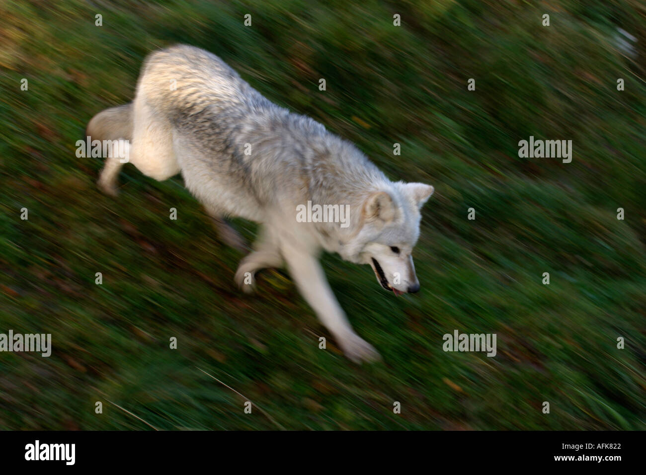 Fast running wolf pack hi-res stock photography and images - Alamy