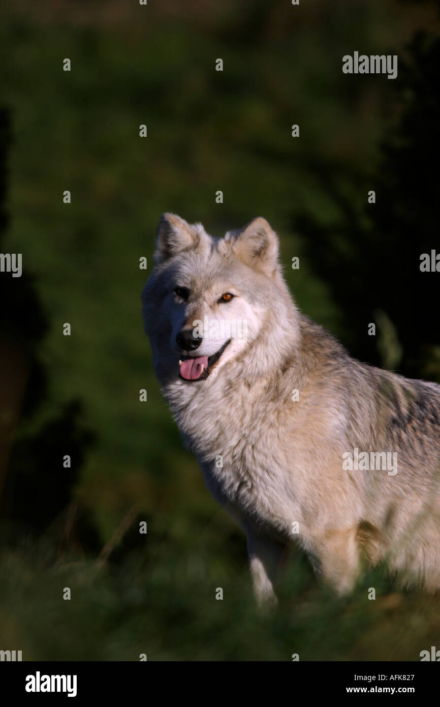 Canadian timber wolf standing hi-res stock photography and images - Alamy