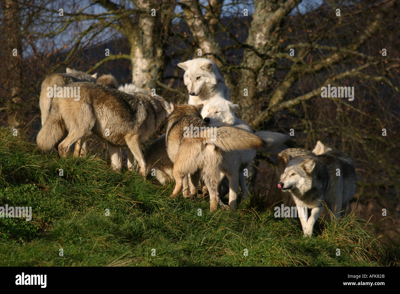Canadian Timber Wolf pack Stock Photo - Alamy