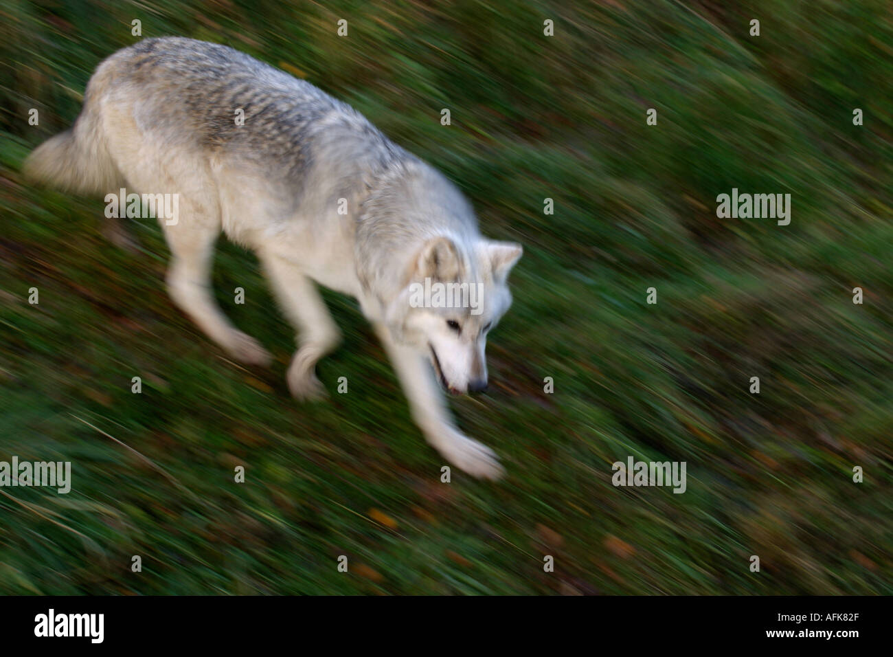 Fast running wolf pack hi-res stock photography and images - Alamy