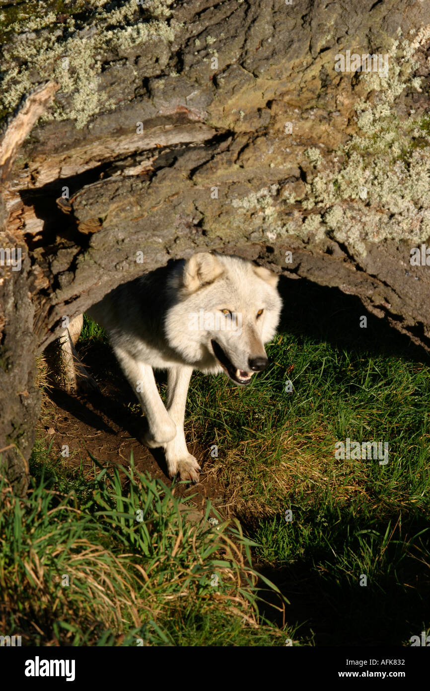 Canadian Timber wolf Stock Photo - Alamy