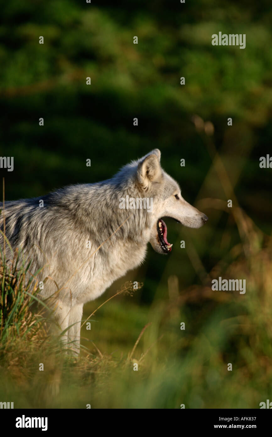 Canadian Timber Wolf yawning Stock Photo - Alamy