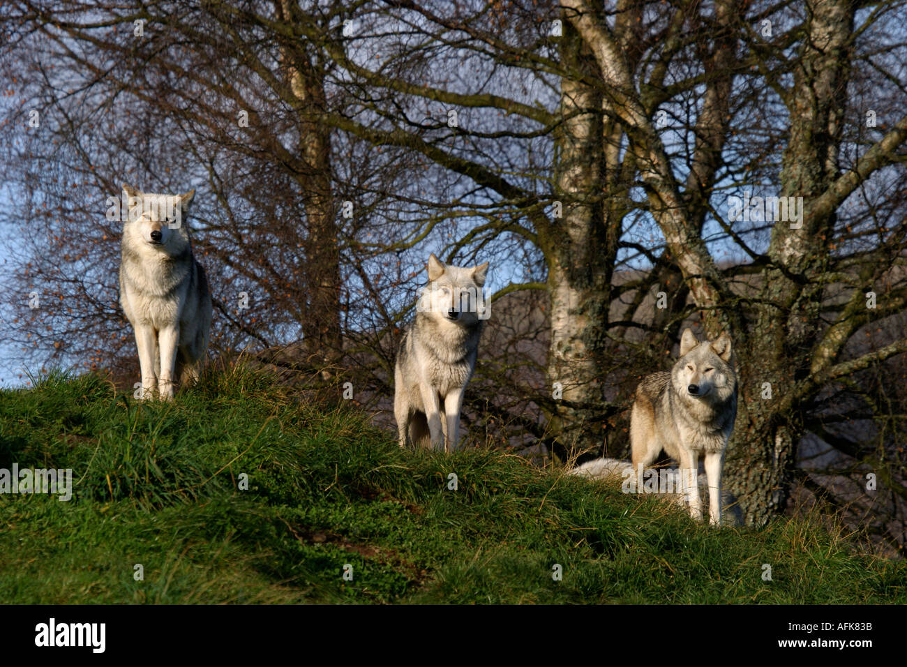 Pack of canadian wolves hi-res stock photography and images - Alamy