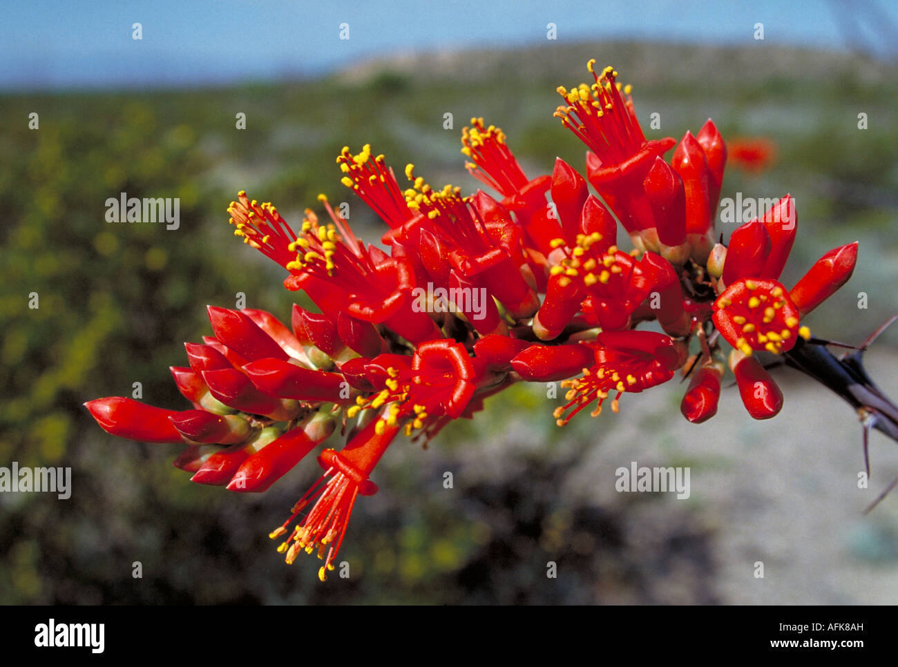 Elk228 7500 Texas Big Bend NP Ocotillo bloom wildflower Stock Photo - Alamy