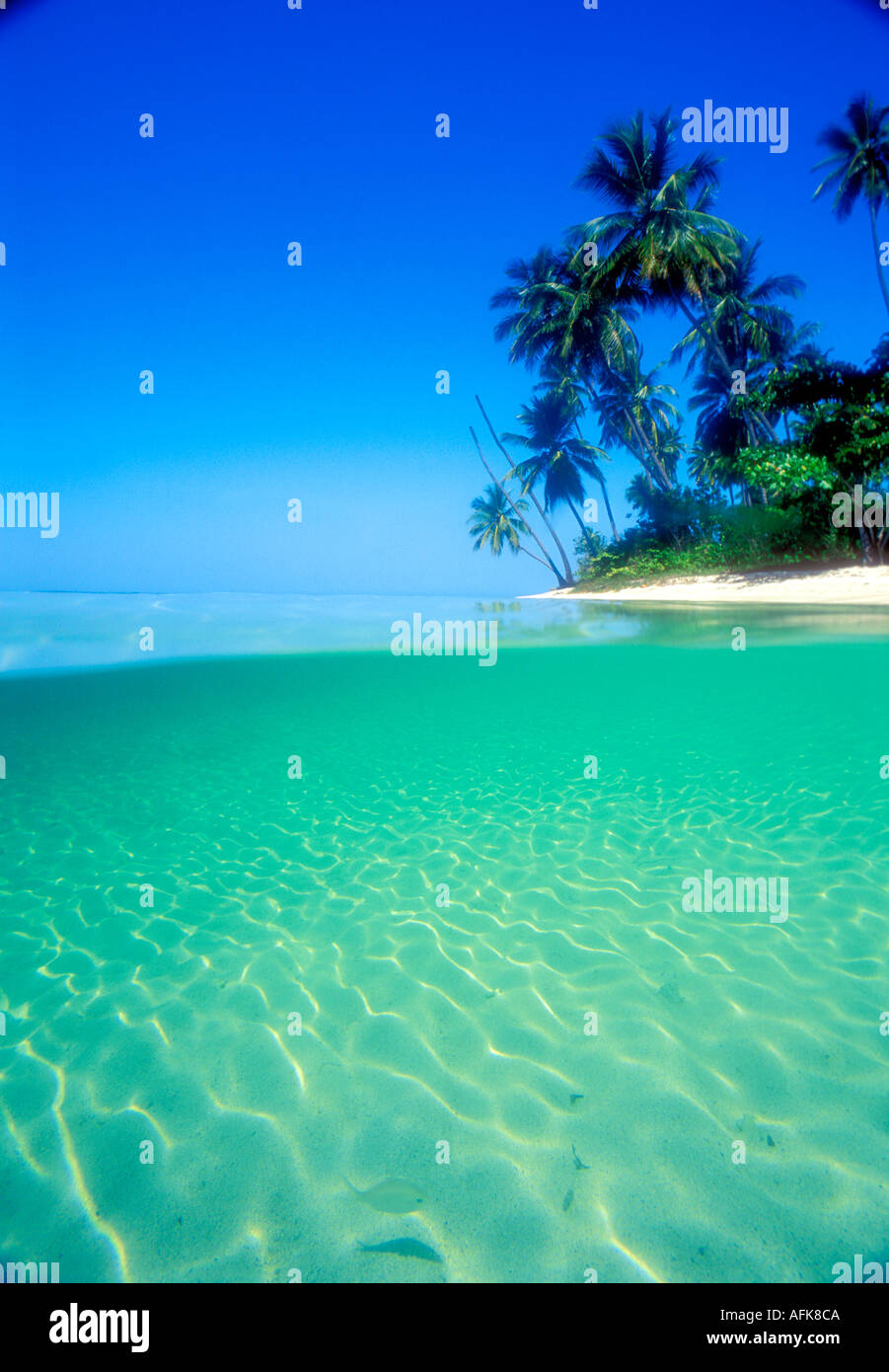 View from underwater of palm trees on tropical beach in Boqueron Puerto ...