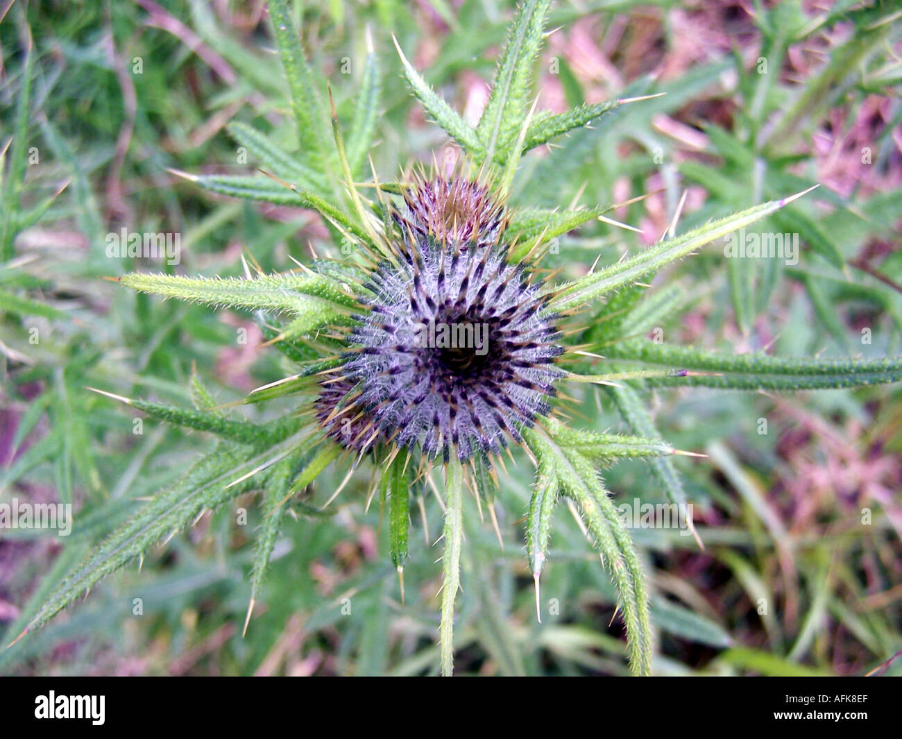 Thistle Buckinghamshire England Stock Photo - Alamy