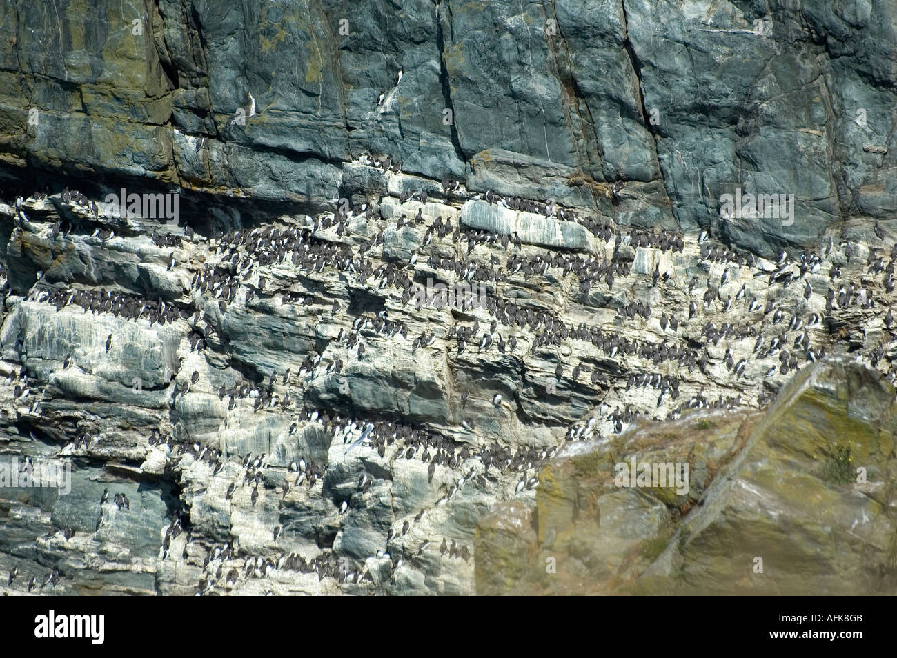 Clifftop birds hi-res stock photography and images - Alamy