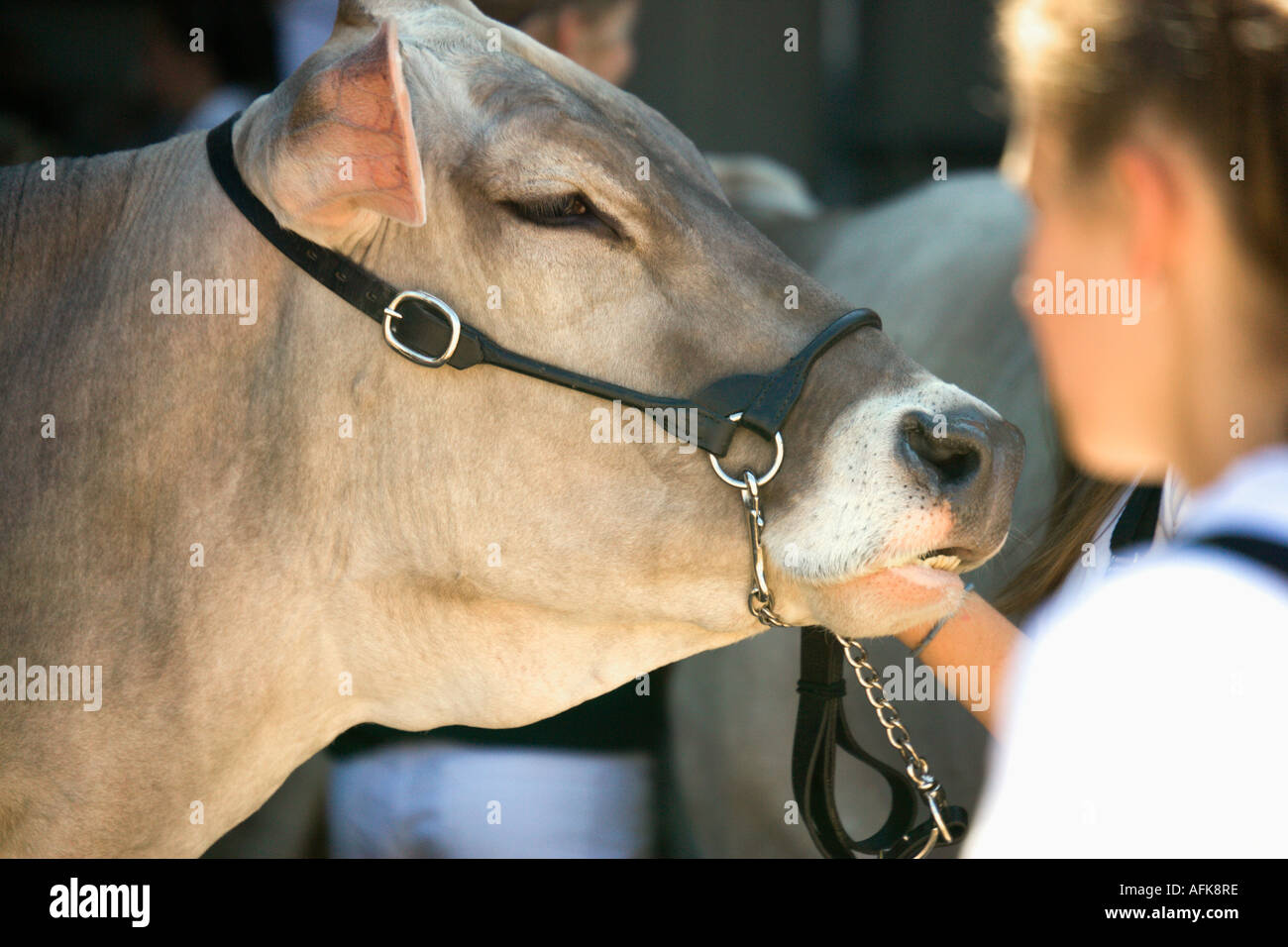 Cow at 2005 Wisconsin State Fair dairy cow competition Milwaukee ...