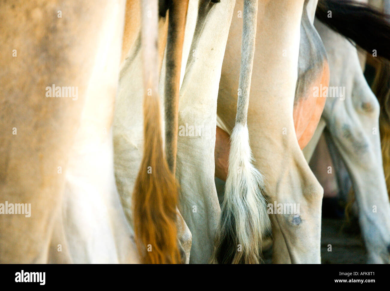 Closeup of cow legs and tails at 2005 Wisconsin State Fair Milwaukee ...