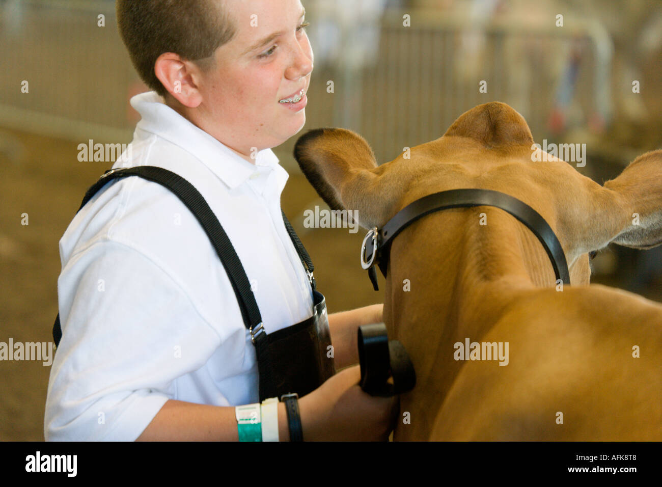 Teenage boy with Jersey dairy cow at 2005 Wisconsin State Fair dairy ...