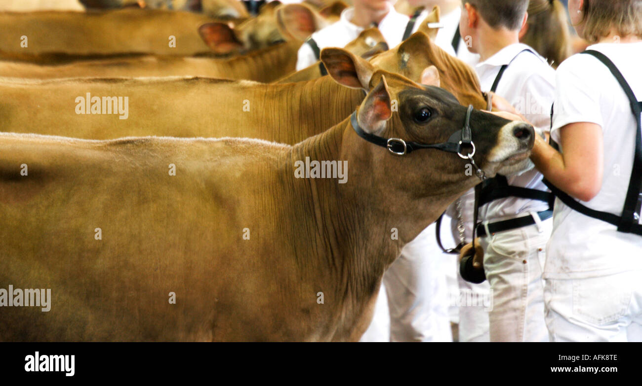Kids with Jersey cows at 2005 Wisconsin State Fair dairy competition ...