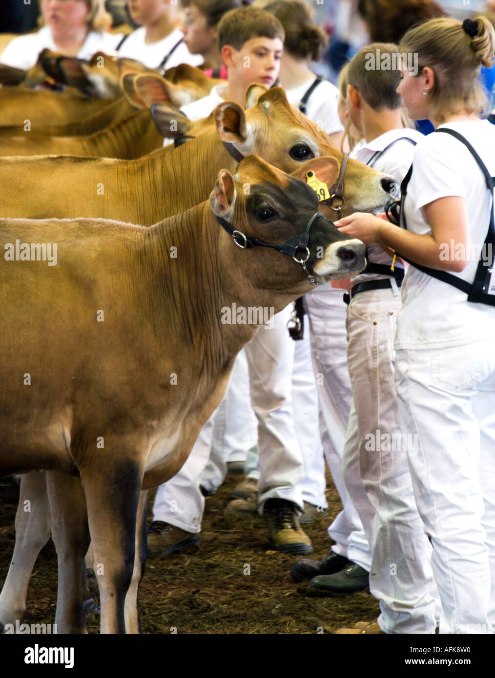 Teenagers with Jersey cows at 2005 Wisconsin State Fair dairy ...