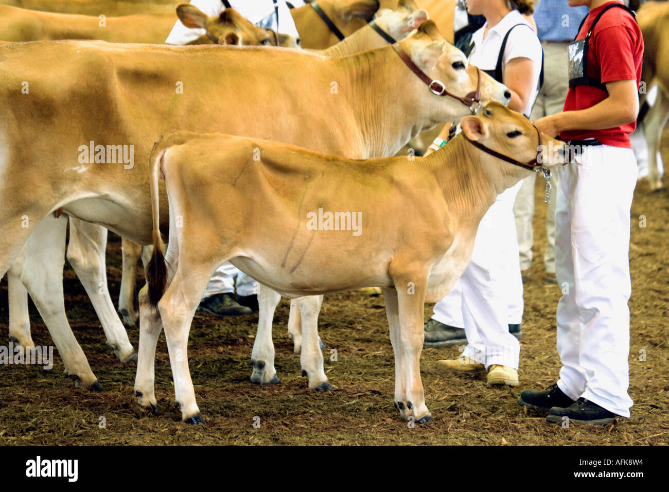 Teenagers with Jersey cows at 2005 Wisconsin State Fair dairy ...