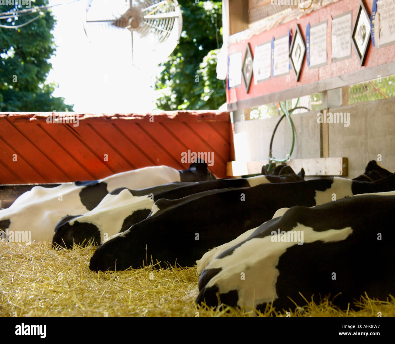 Holstein cows lying down in barn at 2005 Wisconsin State Fair Milwaukee ...