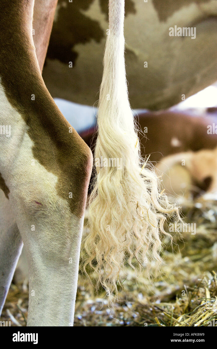Dairy farm cows legs hi-res stock photography and images - Alamy