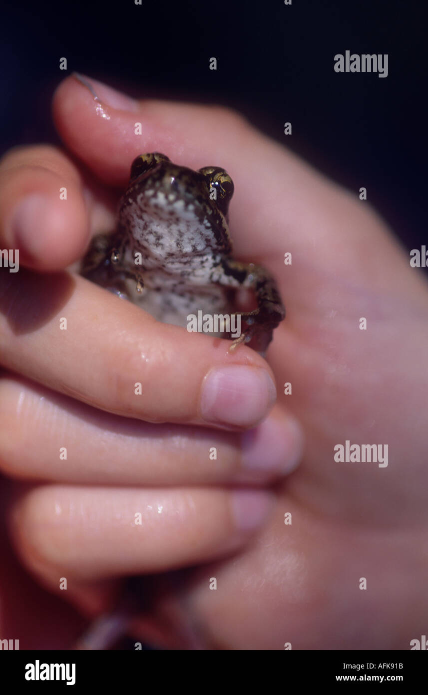 kid s hand holding frog Stock Photo - Alamy