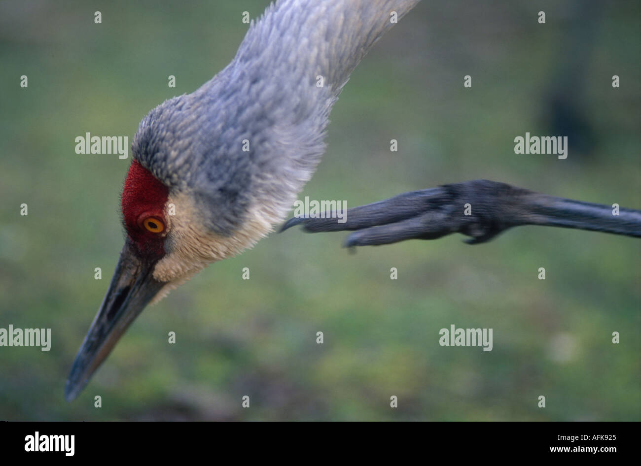 sand crane scratching its neck Stock Photo - Alamy