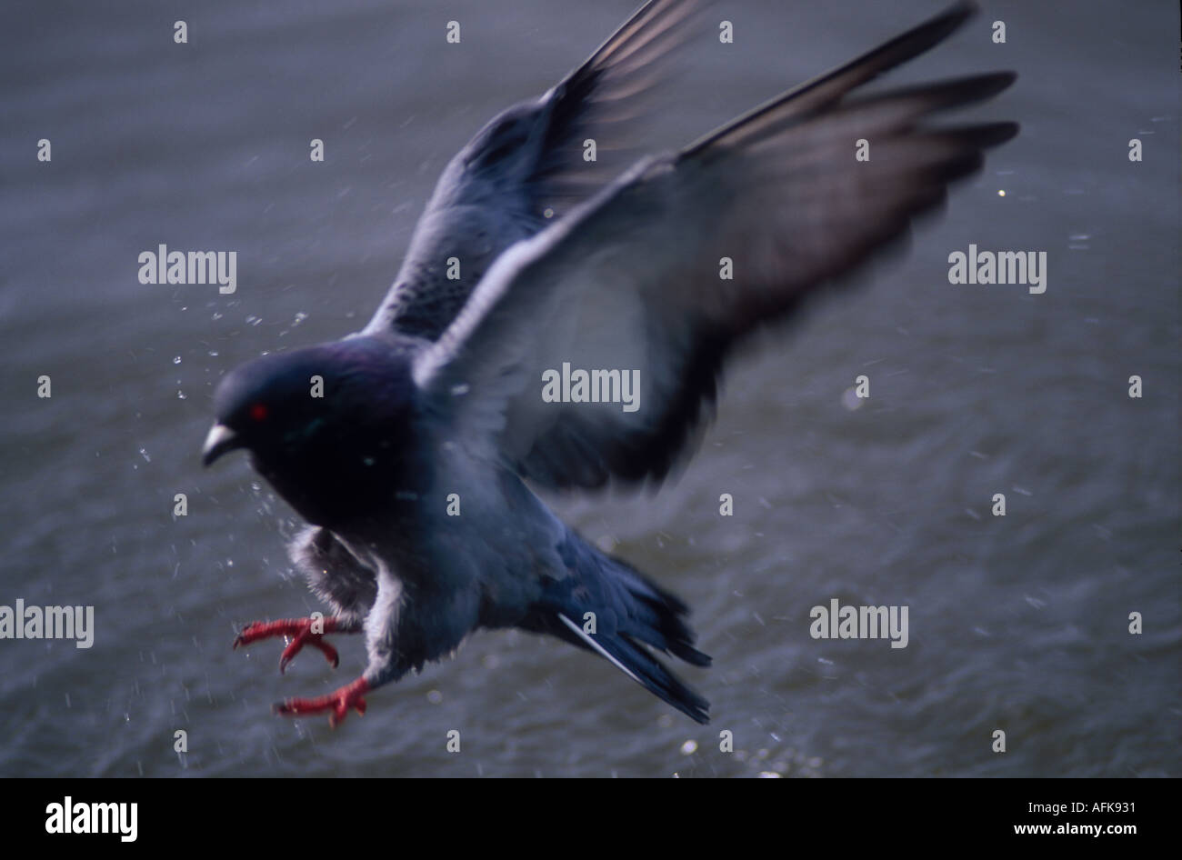 pigeon in flight Stock Photo - Alamy