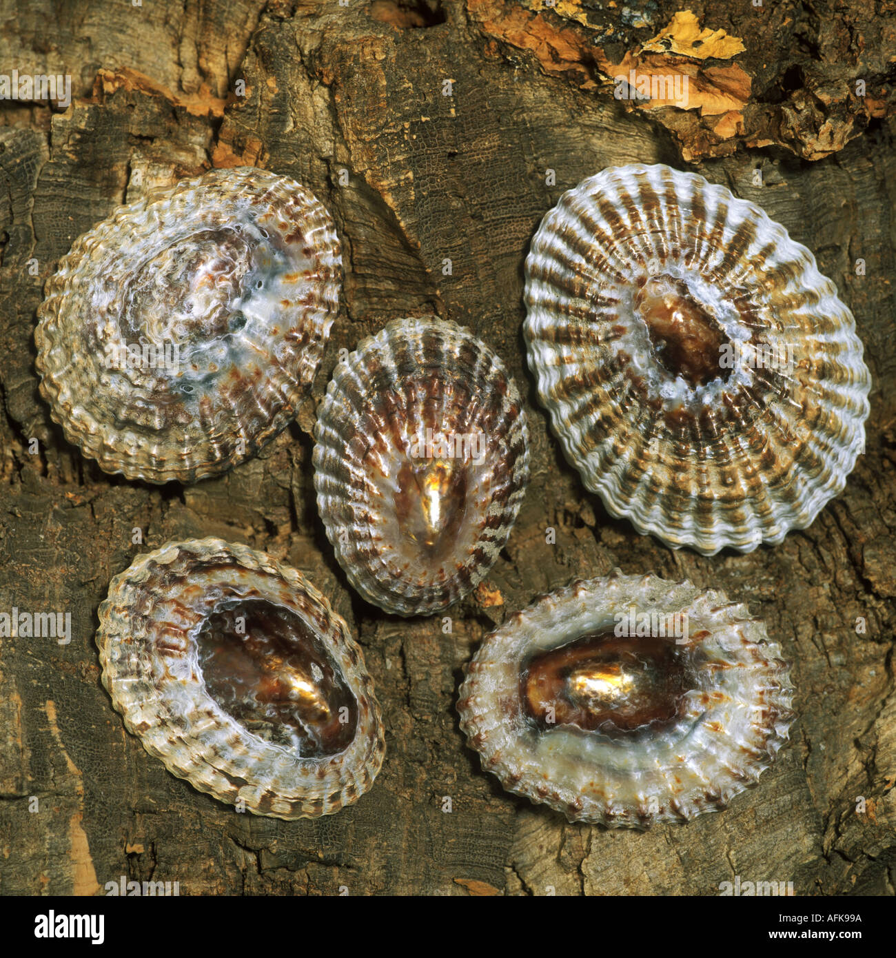 Five shells hi-res stock photography and images - Alamy