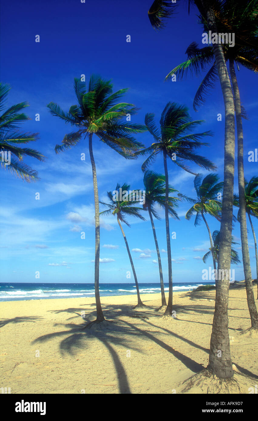 Palm trees on beach at Playa del Este near Havana Cuba Stock Photo - Alamy