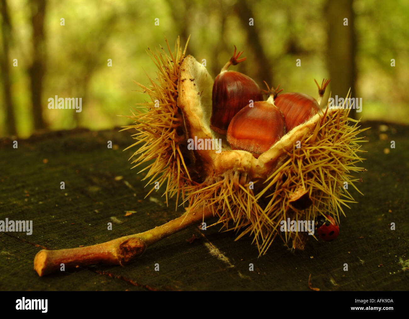 Open bounty sweet hi-res stock photography and images - Alamy