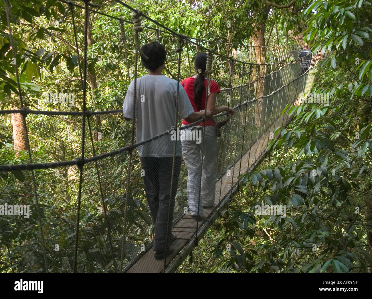 MALAYSIA, SABAH, PORING HOT SPRING, TOURISTS ON TREE TOP CANOPY WALKWAY ...