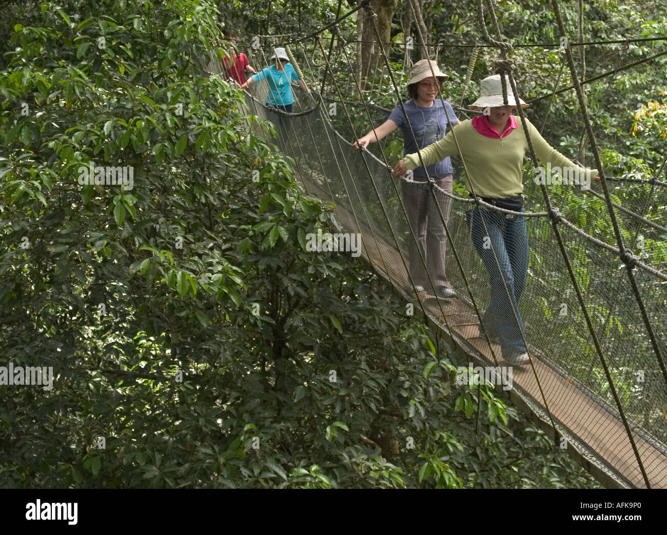 MALAYSIA, SABAH, PORING HOT SPRING, TOURISTS ON TREE TOP CANOPY WALKWAY ...