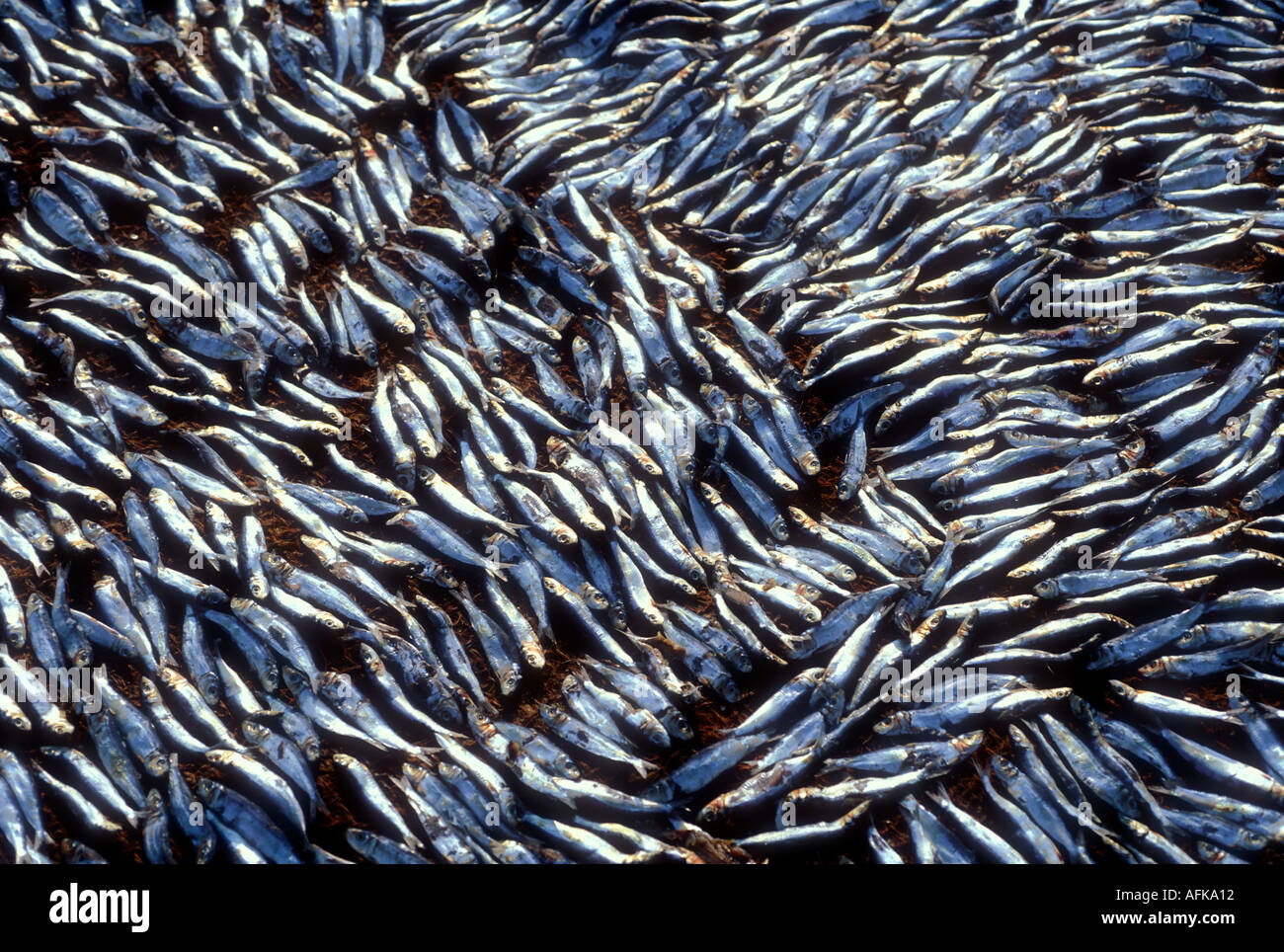 Dead fish drying in the sun in Sri Lanka Indian Ocean Stock Photo - Alamy