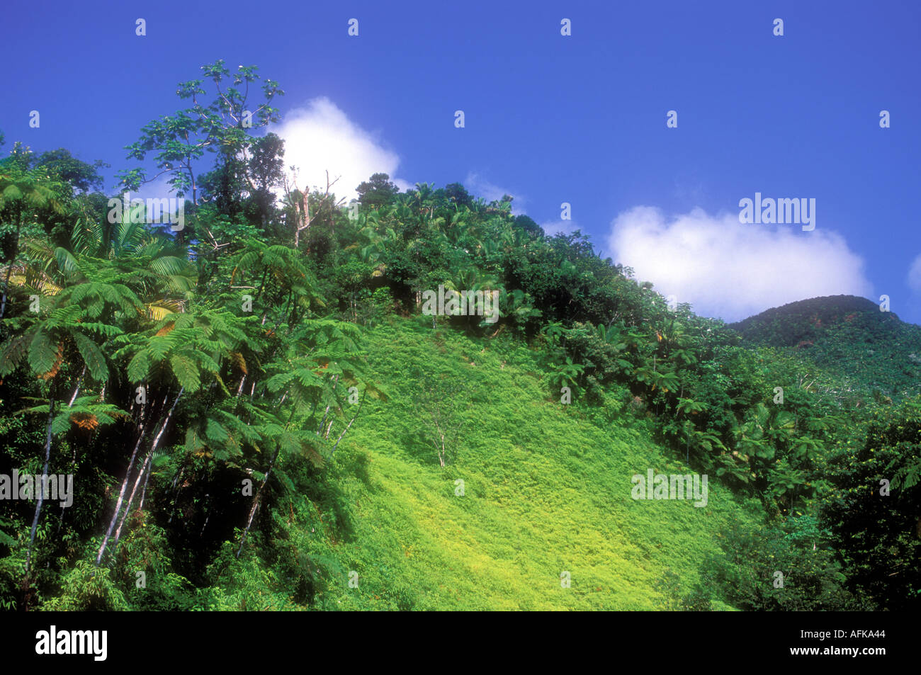 Hillside covered in ferns and palms in El Yunque Rain Forest Puerto ...