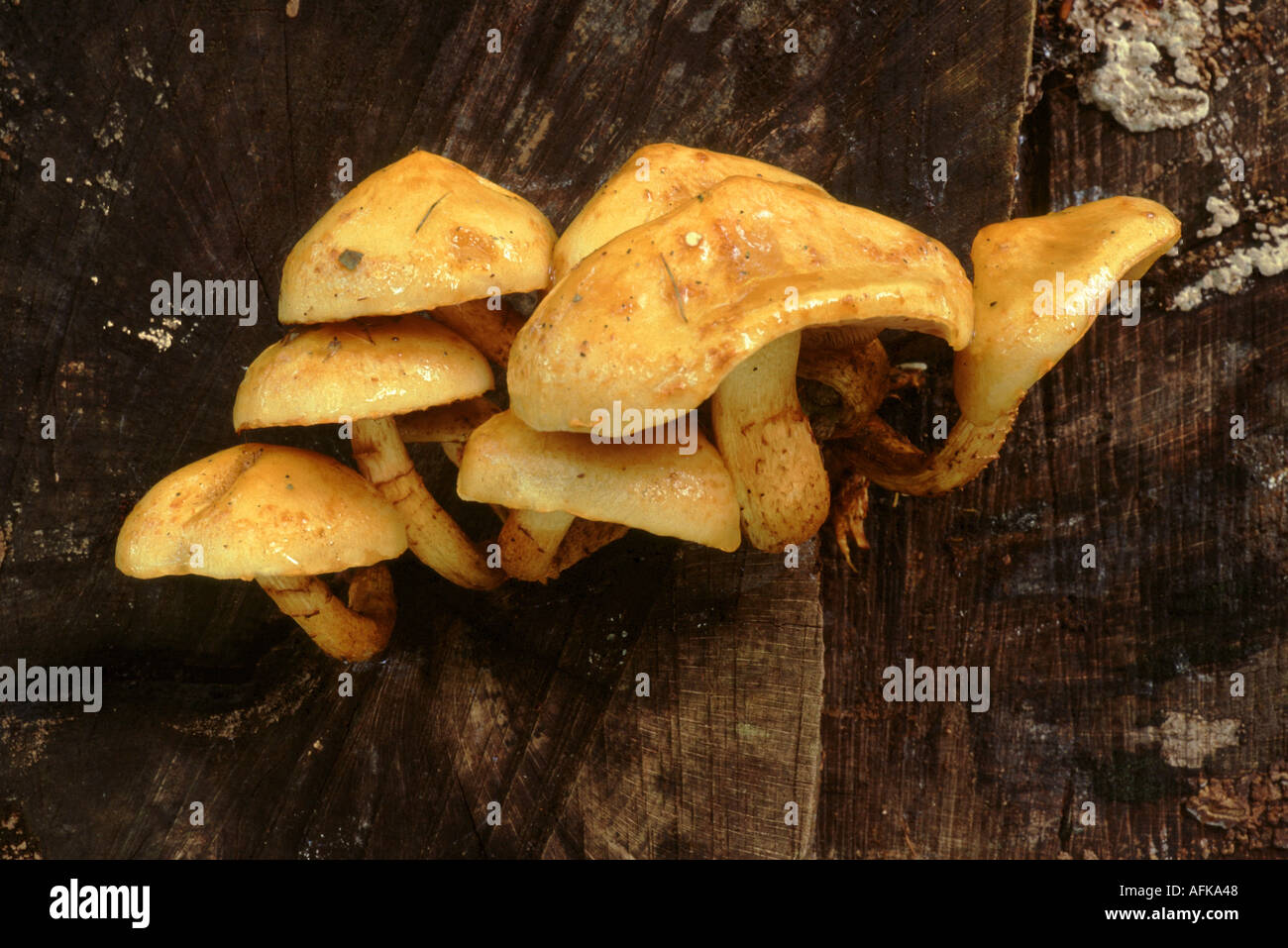 Fungus Pholiota aurivella Stock Photo - Alamy
