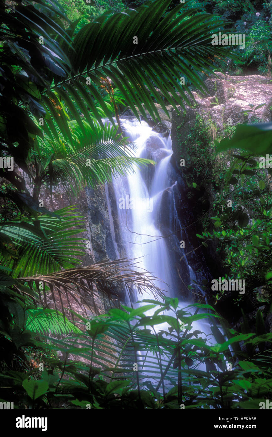 La Mina Falls in El Yunque Rain Forest in Puerto Rico Caribbean Stock ...